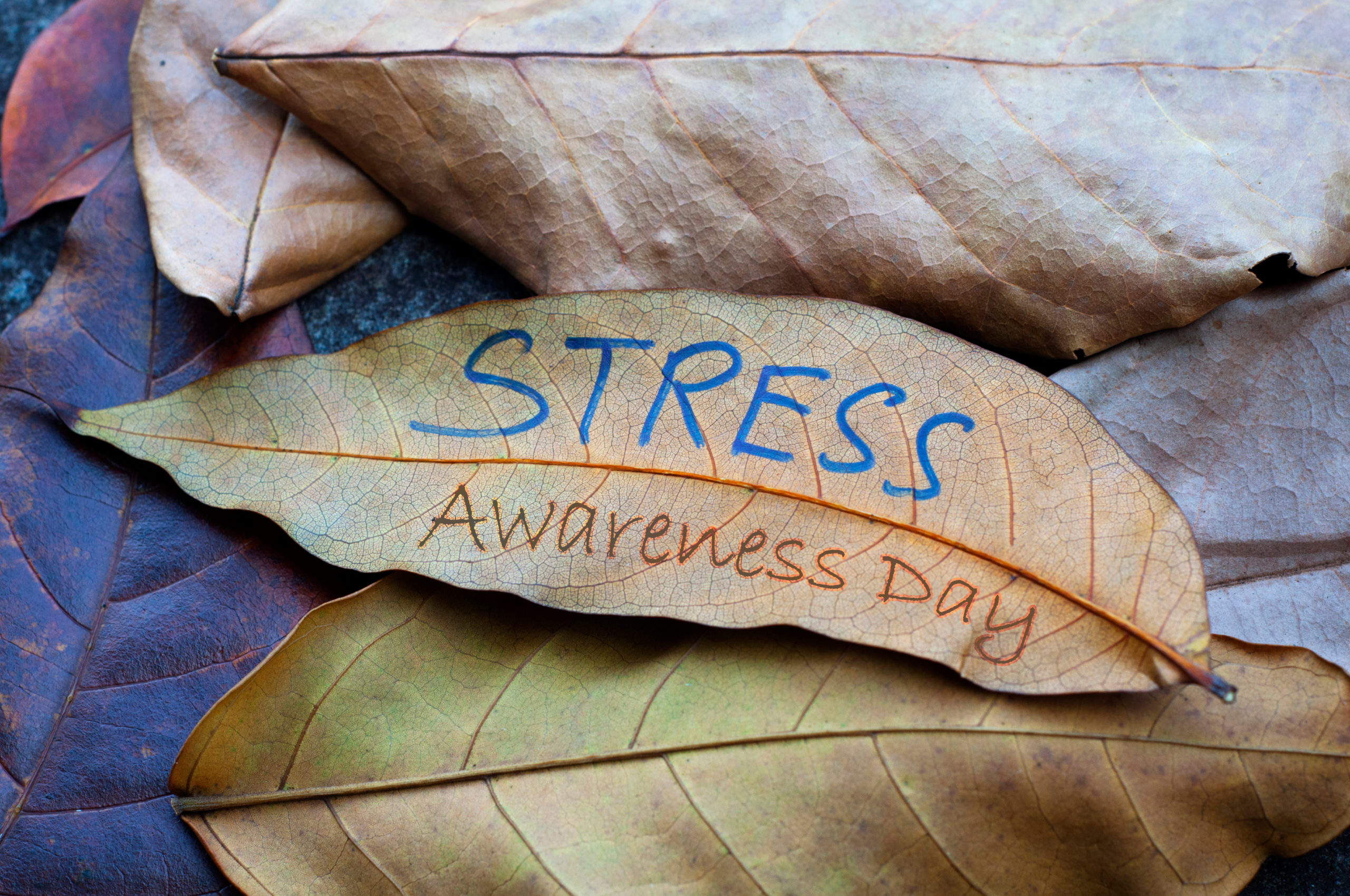 Stress Awareness Day - The Kim Foundation